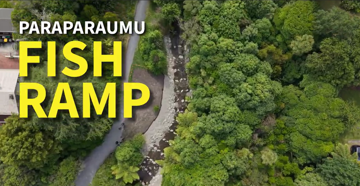 Kapiti ramping up fish passage for threatened species – KC News – News ...