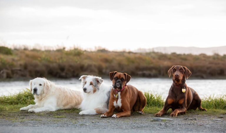 Kapiti Coast offers range of Dog exercise areas – KC News – News from ...